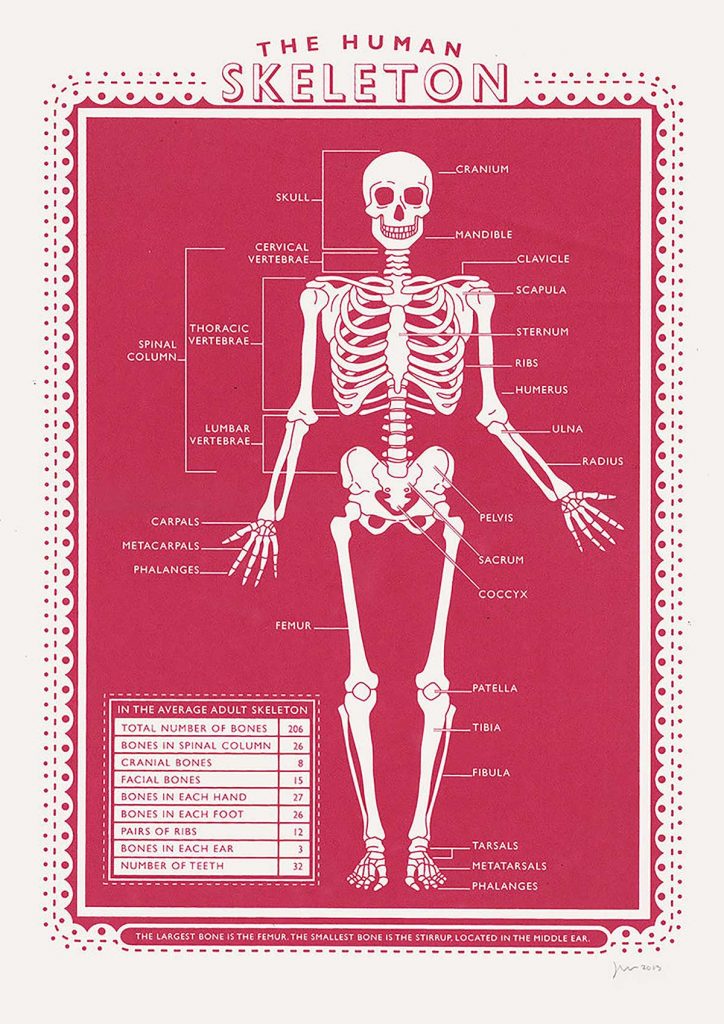 The Human Skeleton Screen Print - BRITISH design BRITISH made